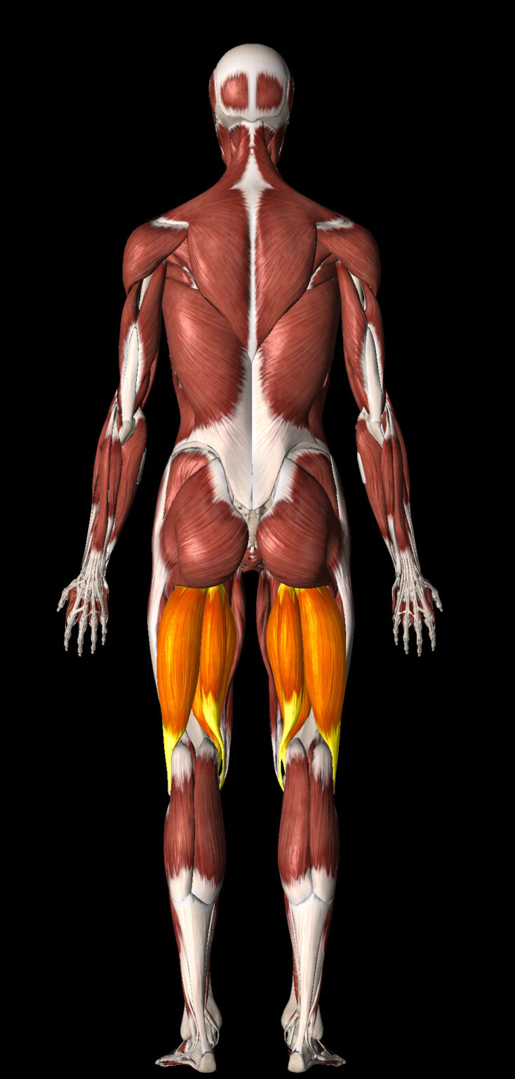 How to Perfect Your Hip Hinge - Thrive Physical Therapy